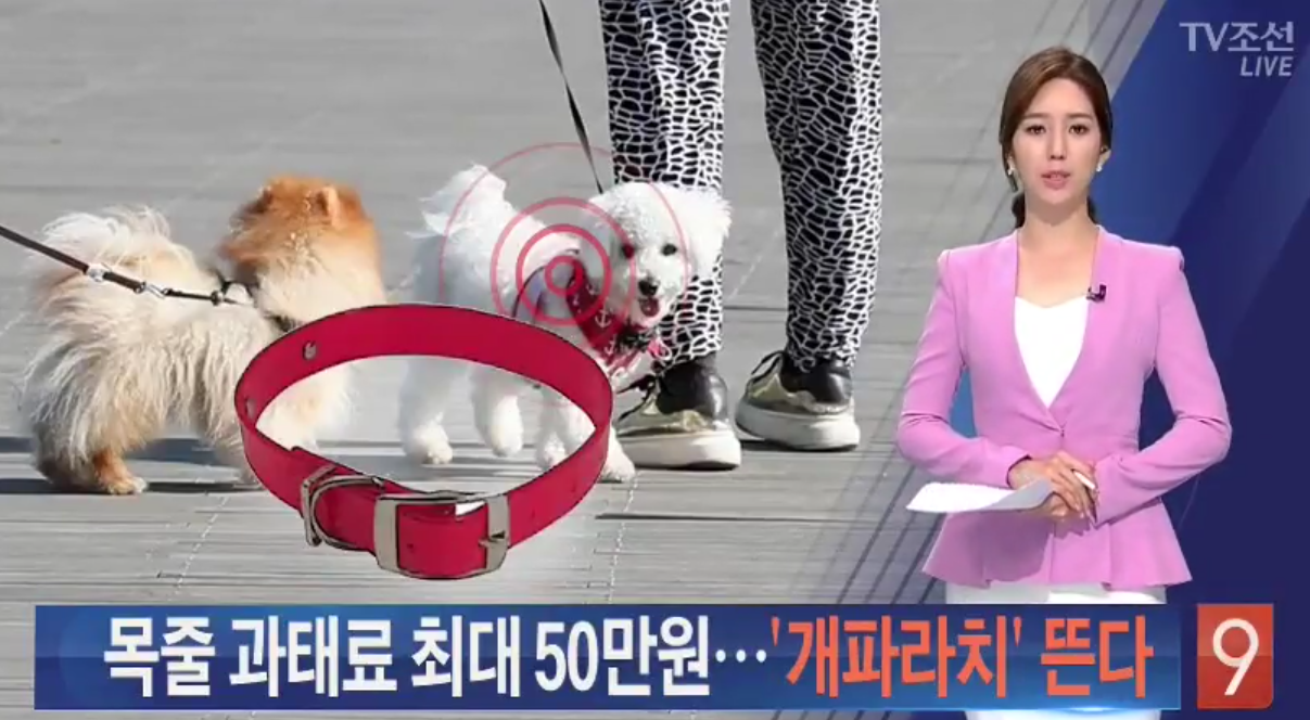 Siwon’s dog controversy leads to government enacting harsher ...